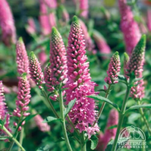 VERONICA longifolia ‘First Love’ – Rocky Dale Gardens Plant Catalog
