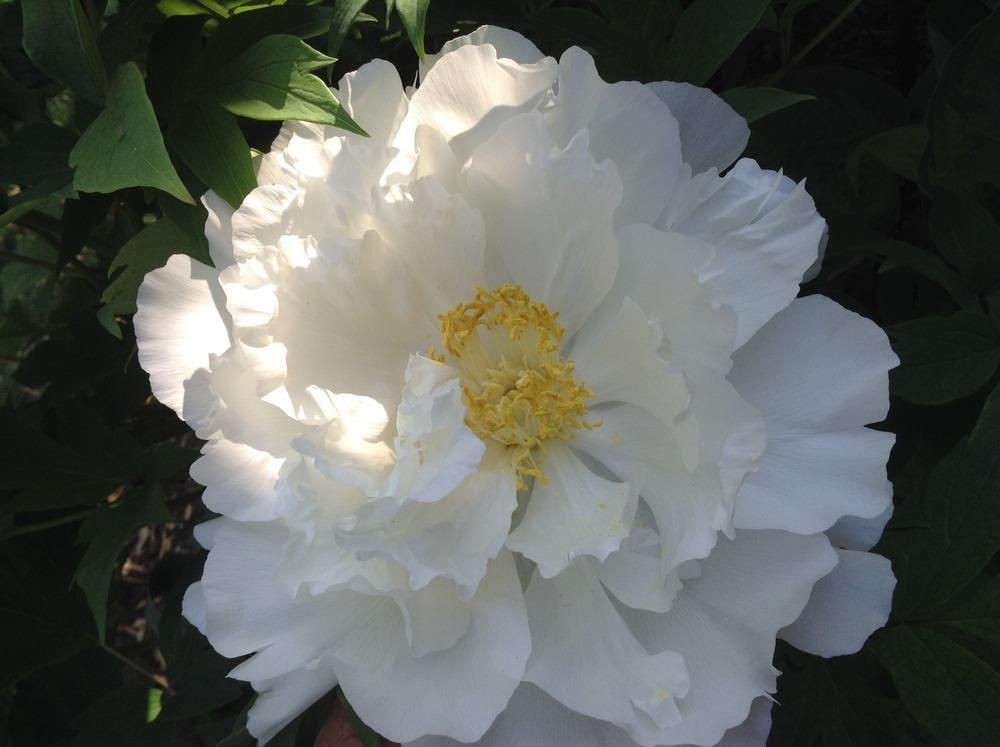 Paeonia Suffruticosa ‘renkaku Rocky Dale Gardens Plant Catalog