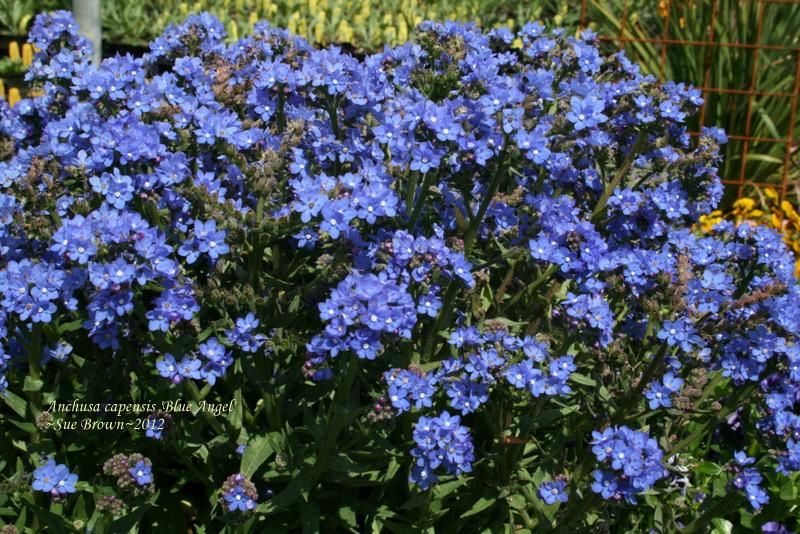 Anchusa capensis ‘Blue Angel’ – Rocky Dale Gardens Plant Catalog Anchusa capensis ‘Blue Angel’ – Rocky Dale Gardens Plant Catalog